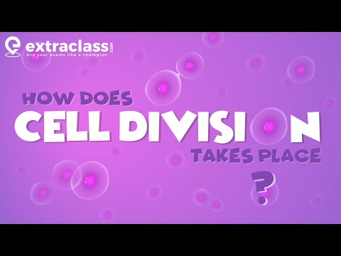 How does Cell division Takes place - Biology Video Lecture - NEET
