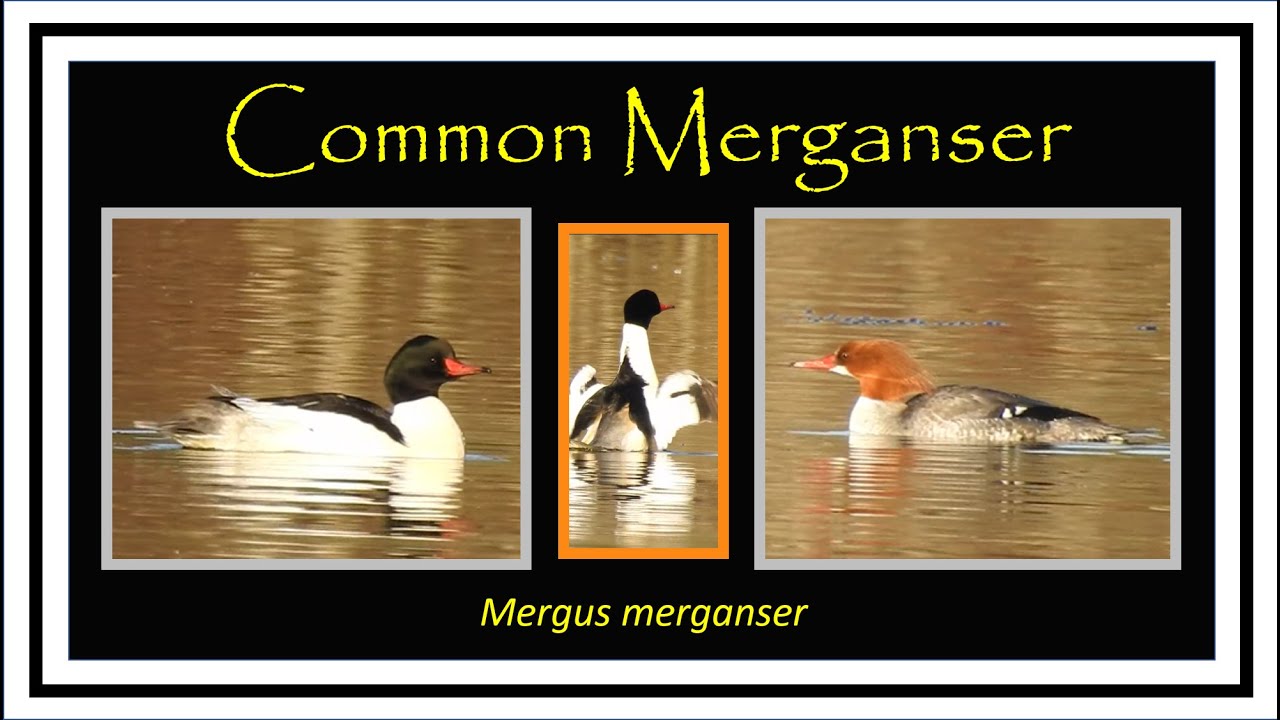 Common Merganser (Mergus merganser) Identification & Facts