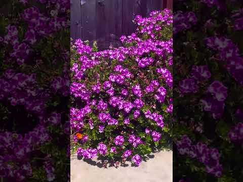 Iakinna’s garden in Colma, California 5/18/2025