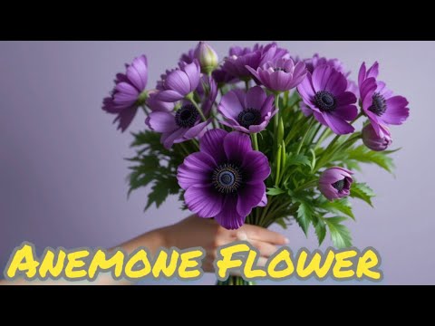 What is the symbolic meaning of Anemone? Where Anemone flower name belongs from?
