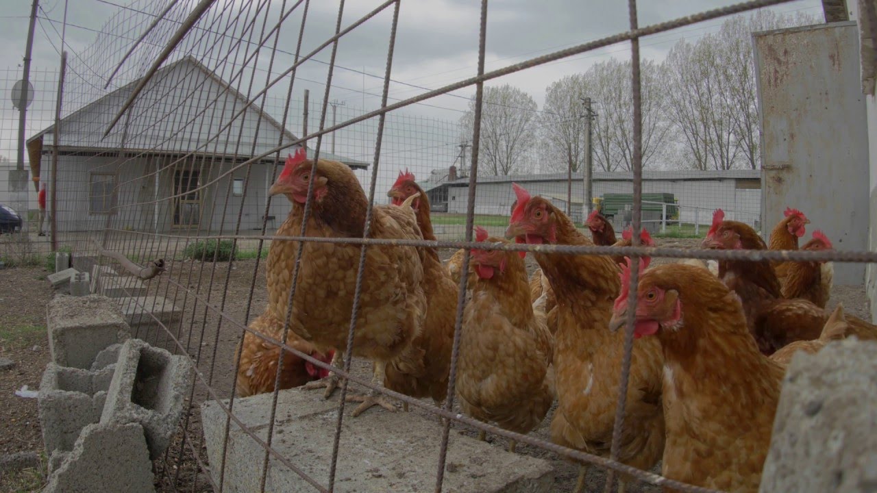 curious chicken in 4K