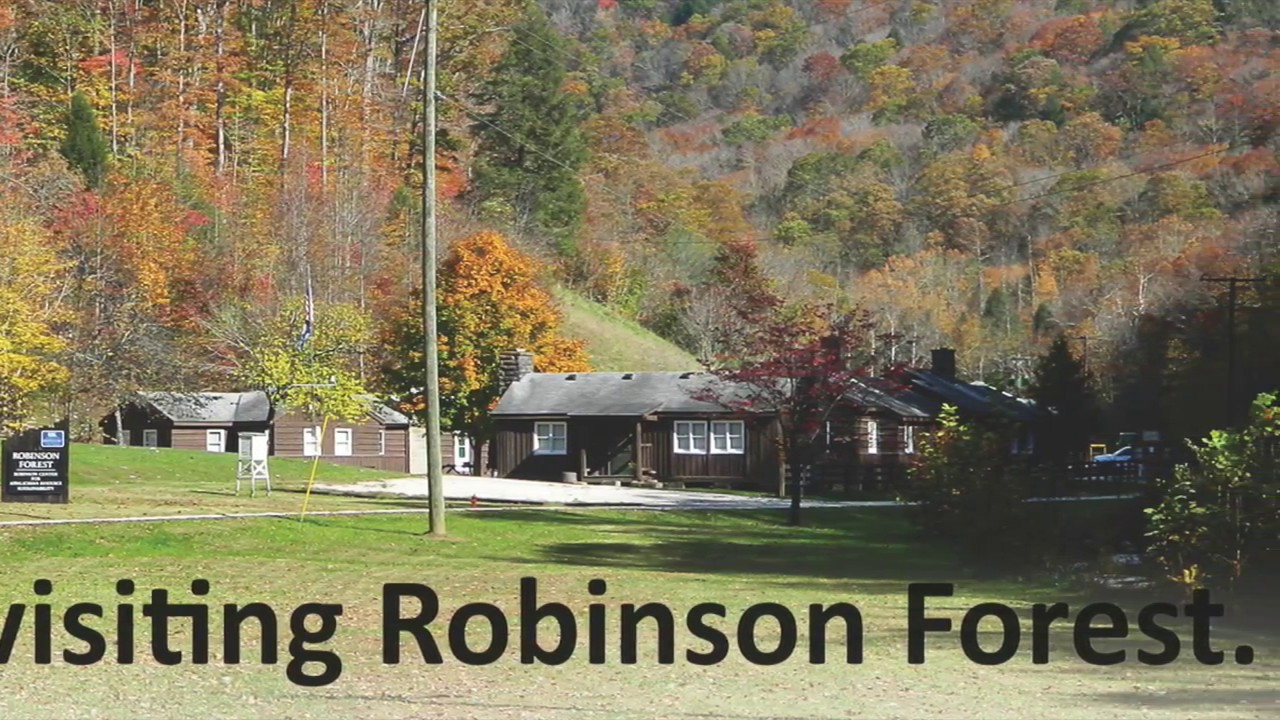 All about Robinson Forest