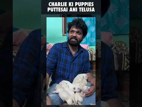 Charlie Ki Pillalu Puttesai ani Telsa ?? | Rakshit Shetty | 777 Charlie | Dog Lover | THYVIEW