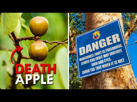 Manchineel Tree: The Deadliest Tree On Earth