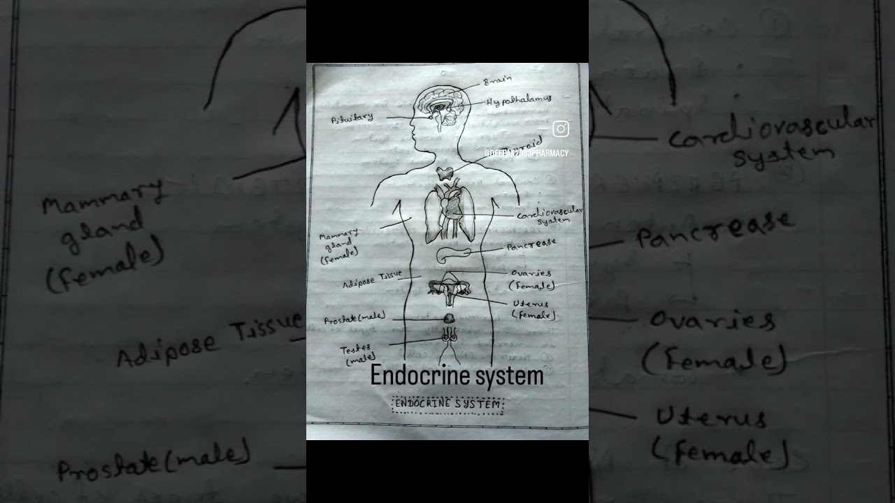 Endocrine system male and female 🫀#human #endocrinesystem  #science #anatomy #drawing #pharmacy