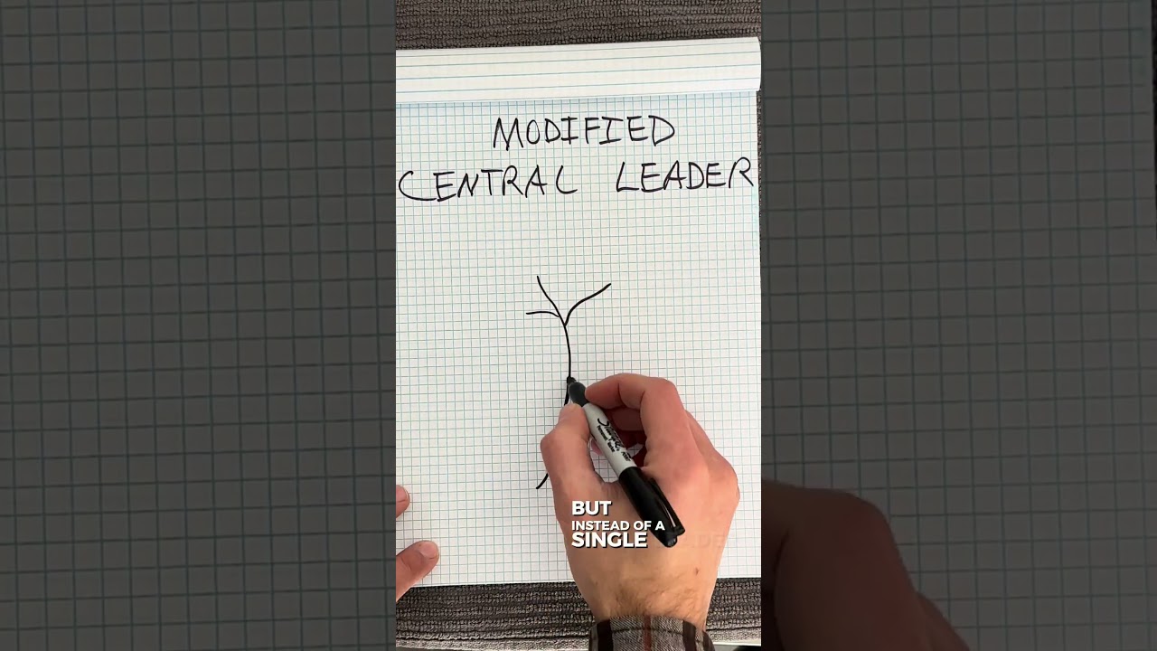 Fruit Tree Training Systems - 3 types of pruning #shorts #fruittrees #fruit #appletree #gardening