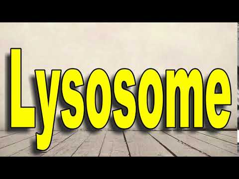 How to Pronounce Lysosome