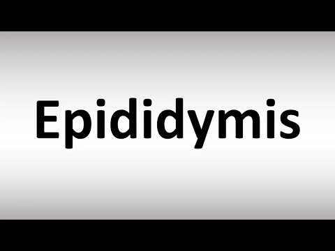 How to Pronounce Epididymis