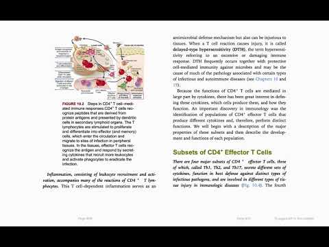 Chapter 10 Differentiation and Functions of CD4+ Effector T Cells Abul K Abbas Cellular and Molecu