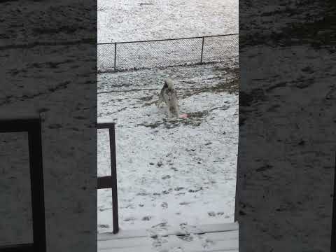 Husky sliding on frisbee in the snow