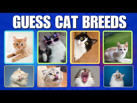 Cat Breeds Options Quiz | Guess The Cat Breed | cat breed quiz with pictures