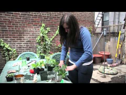 How to Make a Simple Urban Garden: Herb Boxes for Earth Day