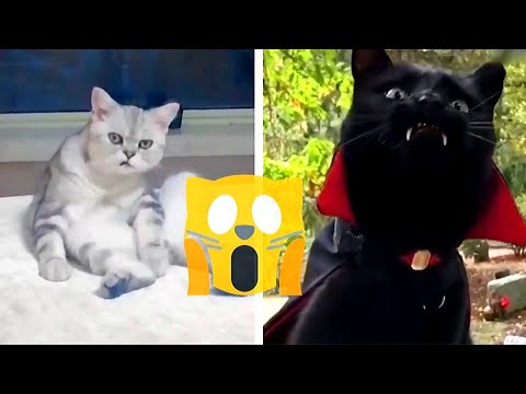 🔴WEIRD CATS Doing Weird Things!!🔴FUNNY CAT VIDEOS compilation