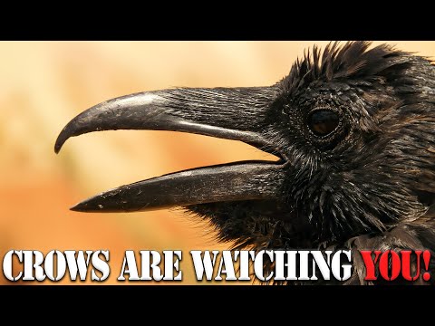 Did you know crows hold grudges?