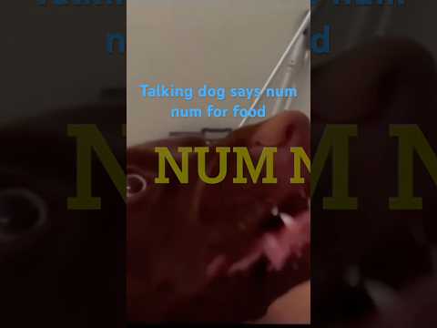 Talking dog. Dog talks and says num num for food, link for dogs whole vocabulary in description