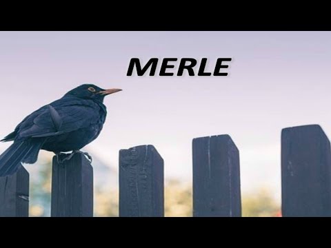MERLE! WHAT DO YOU MEAN?