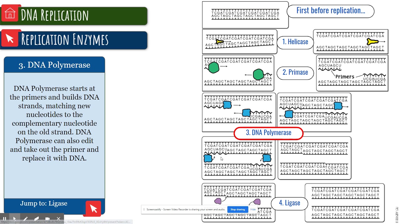 DNA Replication Doodle Notes