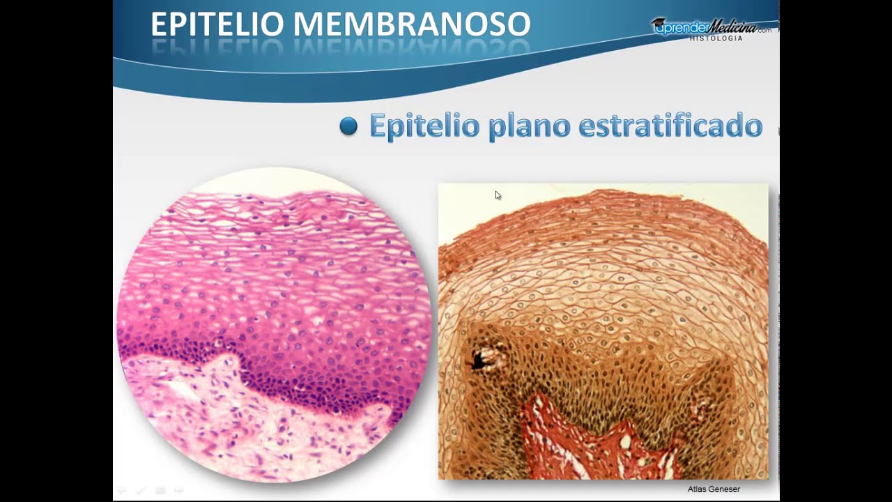 4  Epitelios estratificados