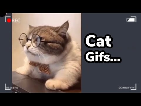 sending cat gifs to friends on discord at midnight
