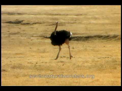 How Birds Move – Easy Peasy All-in-One Homeschool