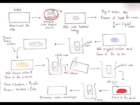 Gram staining procedure | Gram positive bacteria and Gram negative bacteria | Bio science