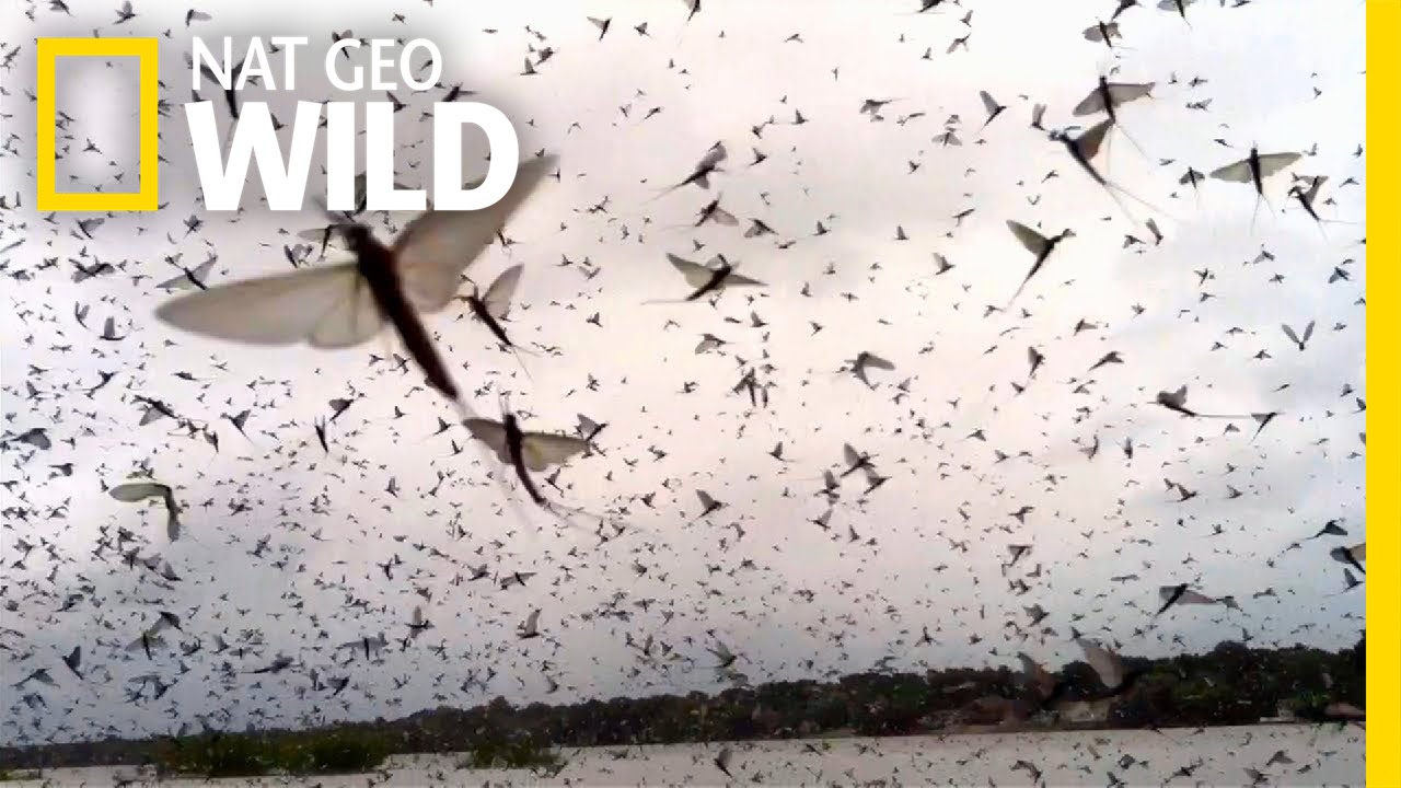 Mayfly Madness | Wild Mississippi