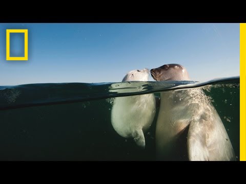 David Doubilet & Jennifer Hayes: From Islands to Ice | Nat Geo Live