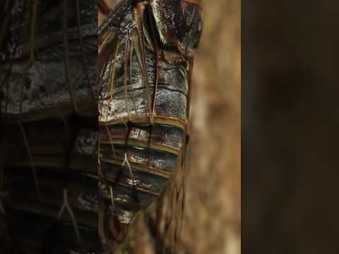 Apocalypse Now Cicada#locusts #insects #bug #nature #wildlife #travel #video #cicada #animals