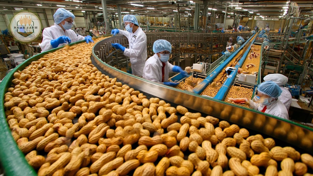 How To Process 5.9 Billion Pounds Of Peanuts In A Processing Factory