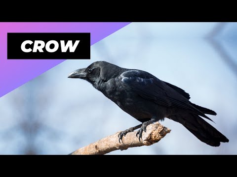 Crow 🖤 Is It The Smartest Bird Ever?