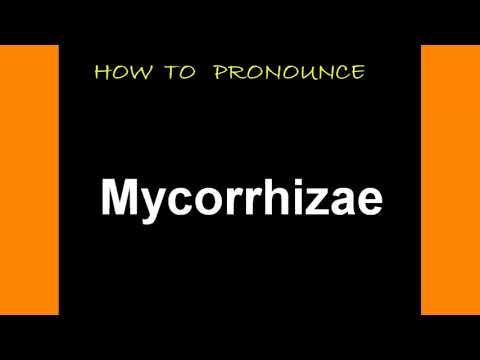 How to pronounce Mycorrhizae