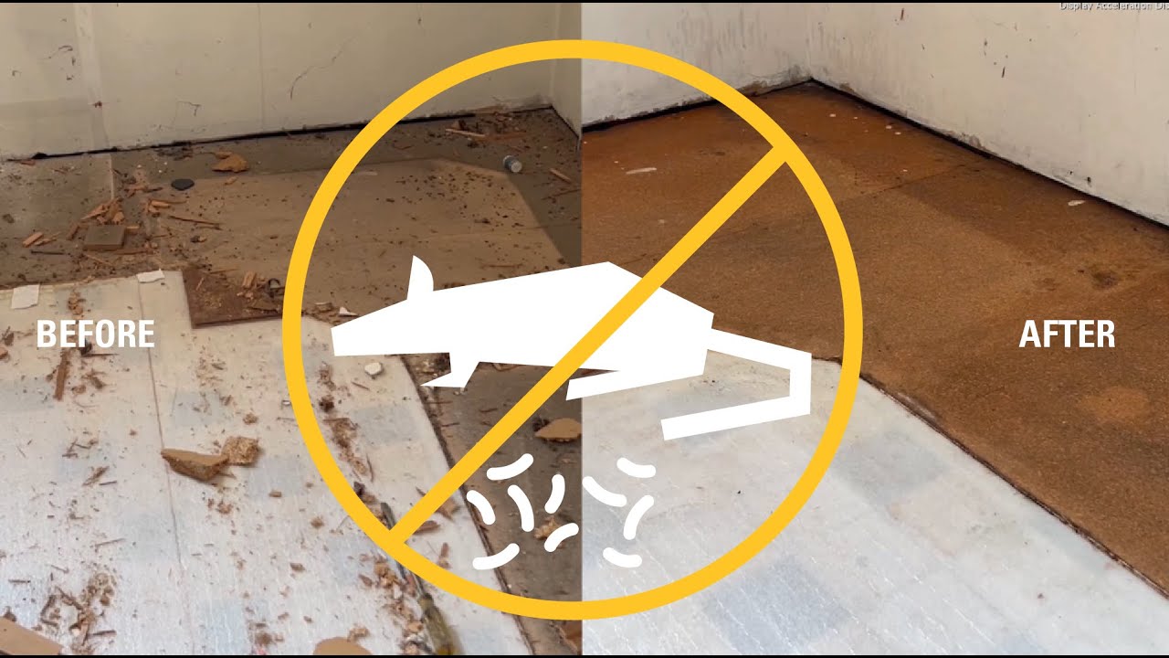 How to Clean Up Rodent Droppings | Dustless Technologies
