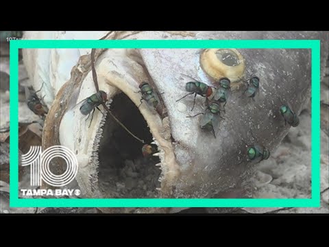 UF researchers study if flies carry red tide toxins