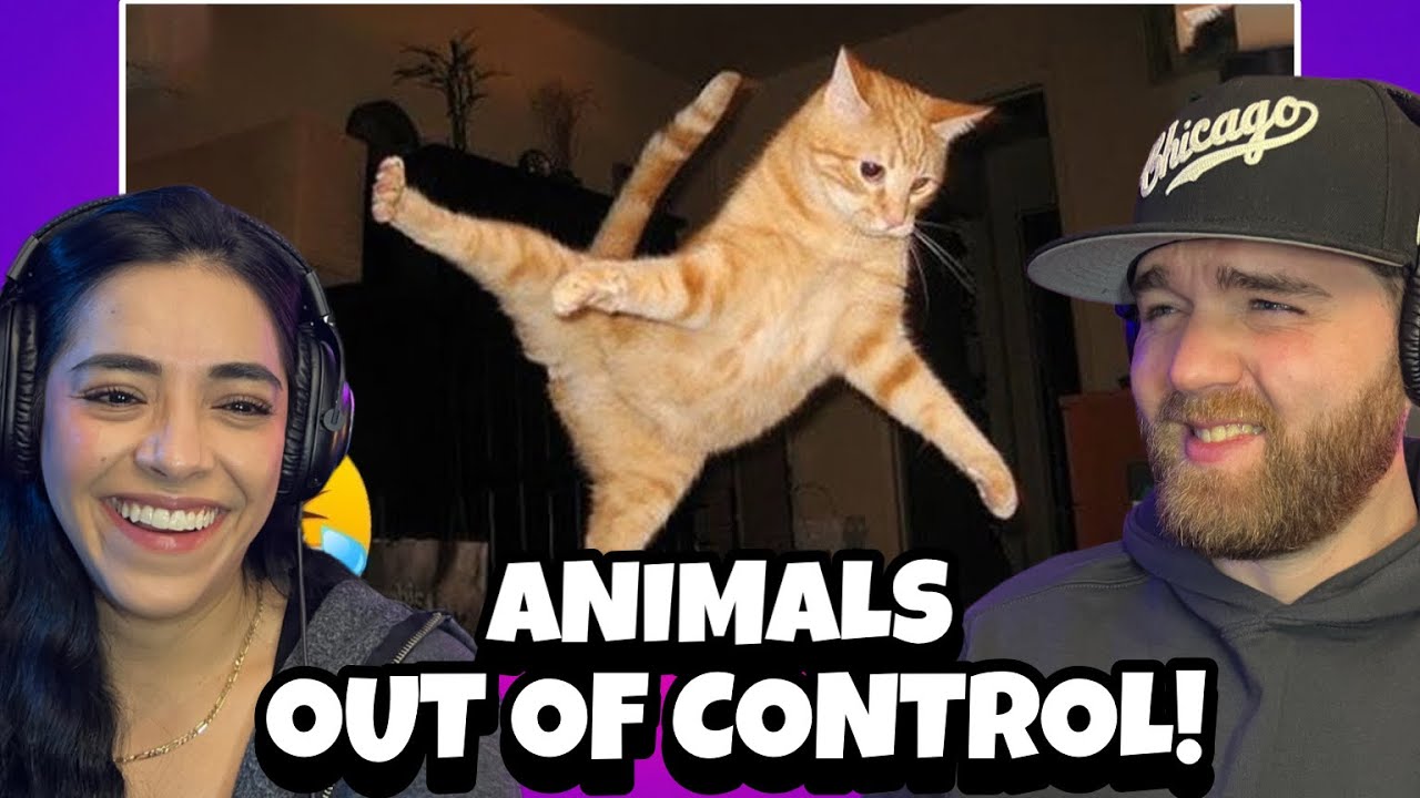 Funniest Cats and Dogs 2026 |  ALMOST MADE US BOTH PASS OUT FROM LAUGHING | Try Not To Laugh