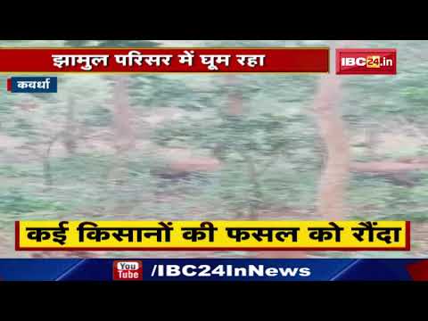 Kawardha Elephant News: MP Border पर पहुंचा हाथियों का दल, कई किसानों की फसल को रौंदा