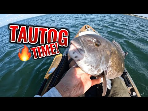 TAUTOG/BLACKFISH BASICS: KAYAK FISHING FOR TAUTOG. (How & where to find fish)