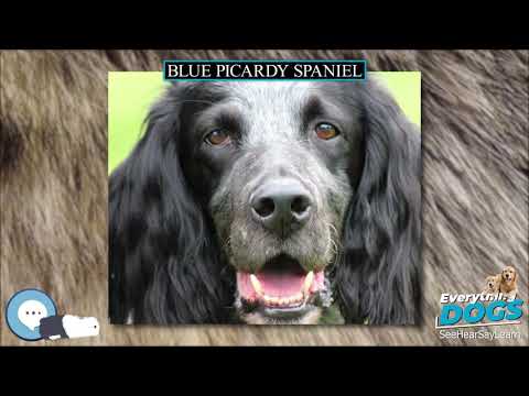 Blue Picardy Spaniel 🐶🐾 Everything Dog Breeds 🐾🐶