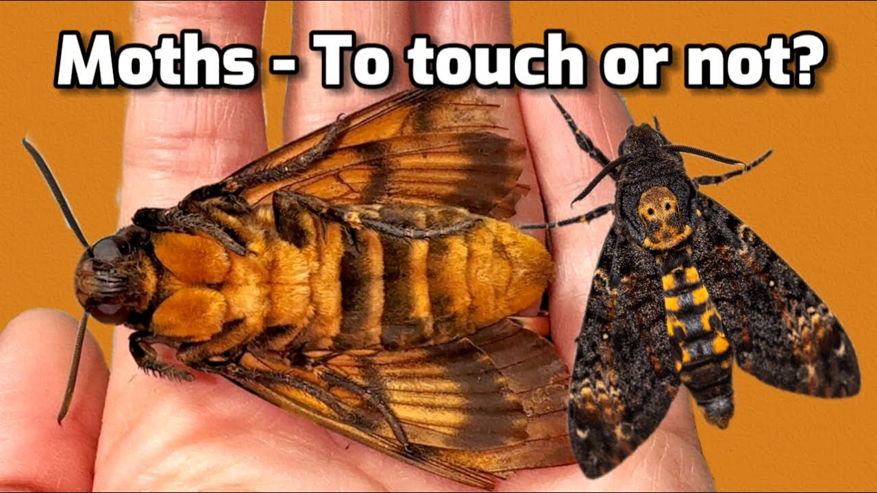 If your thinking of raising Death Head Moths {WATCH THIS FIRST}