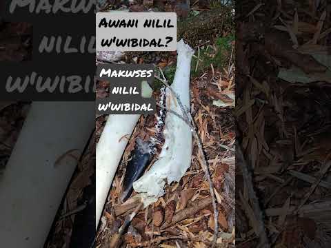 Whose teeth are those? Those are a fawn's teeth. Abenaki Language Translation🦷🦌#abenaki #deercam