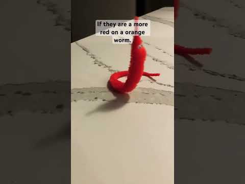 How to know if you have a rare worm! #wormonastring #viral #shortvideos #cute #goneviral #giantworm