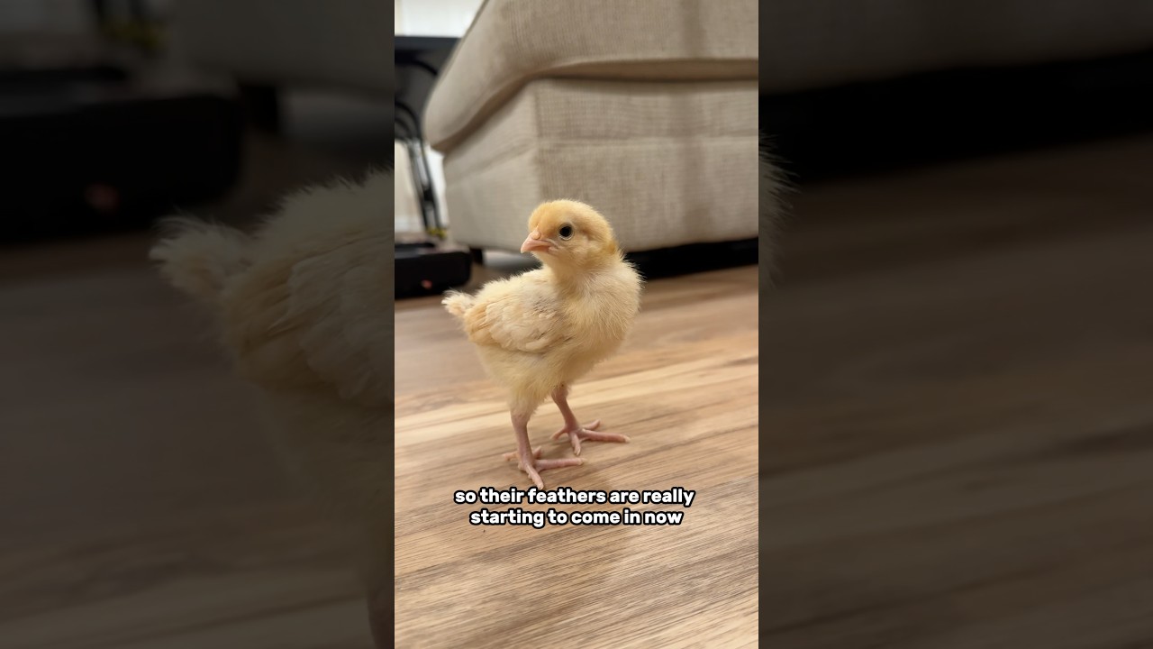 Raising baby chicks in my basement