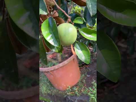 Jamaican star fruit/star apple Fruited #youtubeshorts #shortvideo #reels #viral #love #viral #vlog