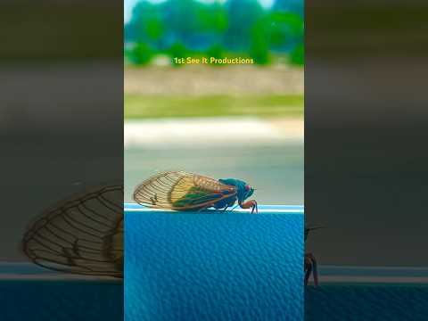 Interesting animals in the world #shorts #animals #cicada Decim periodical cicada?
