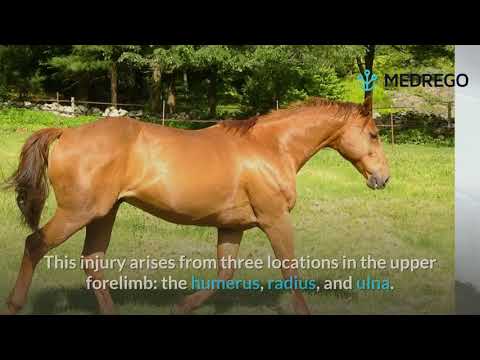 Horse Tendon & Ligament Injuries and 7 Ways to Treat Them