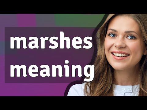 Marshes | meaning of Marshes