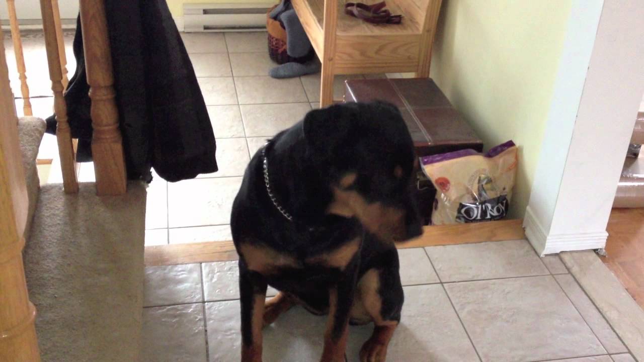 1st world dog problems