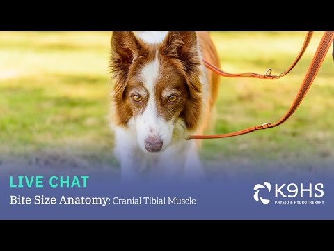 Explore the Dog's Cranial Tibial Muscle