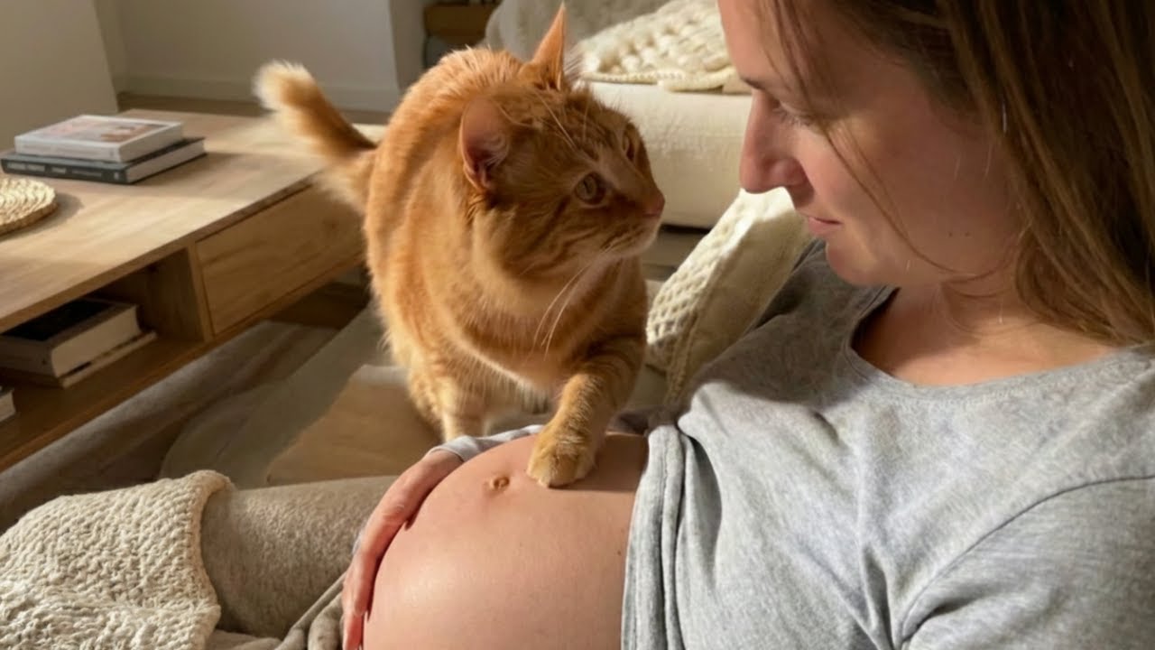 Sweet Cat Just Realized It's Owner Is Pregnant