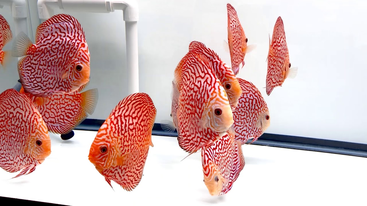 Red Checkerboard Discus - December 2020