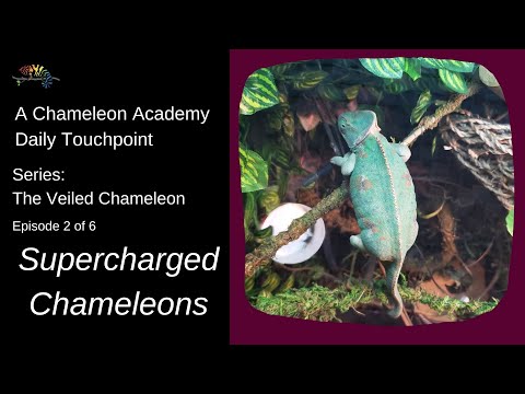 Supercharged Veiled Chameleons (no not a good thing!)